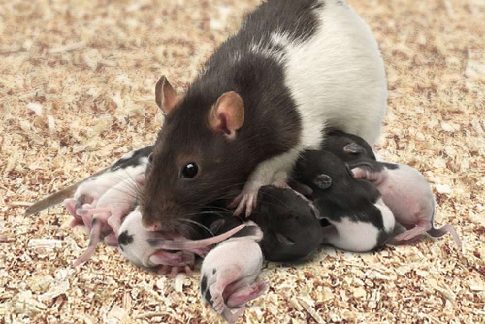 Baby Rats Impaired By Mothers Stress